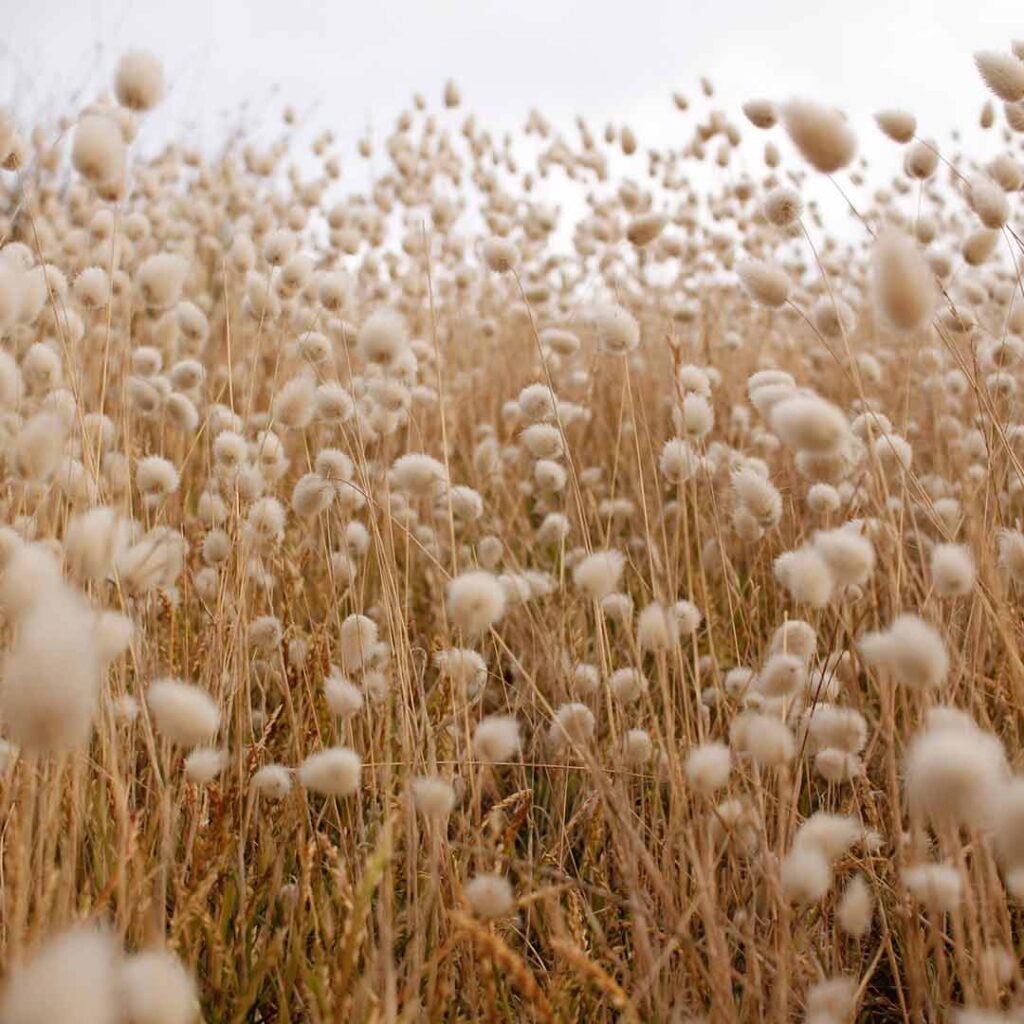 Tipos de textiles de origen vegetal - Poveda Textil